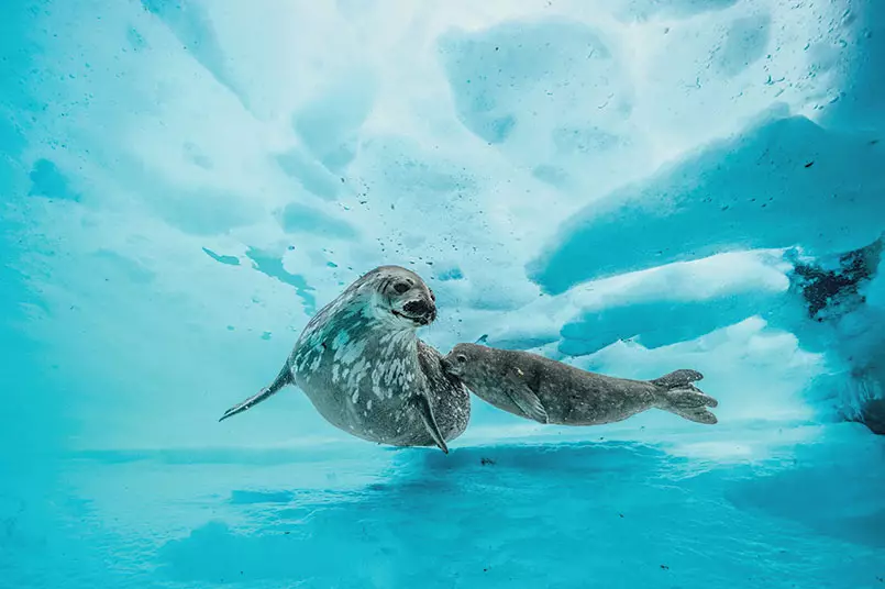 Dossier spécial : Antarctique, la beauté qui part 10030_8