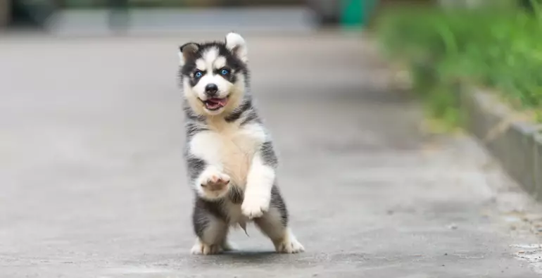 siberian husky huskyer