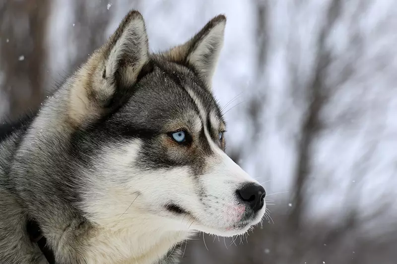 siberian husky huskies