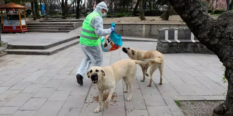 streunende Hunde Truthahntiere Pandemie