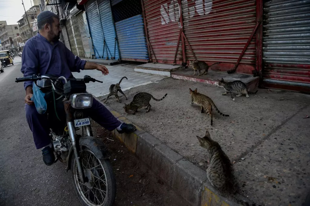 gats de carrer pandèmia Pakistan animals