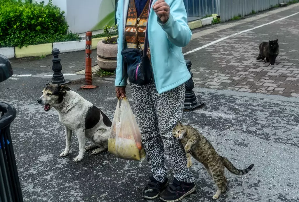 Hunde streunende Katzen Istanbul Türkei Essen