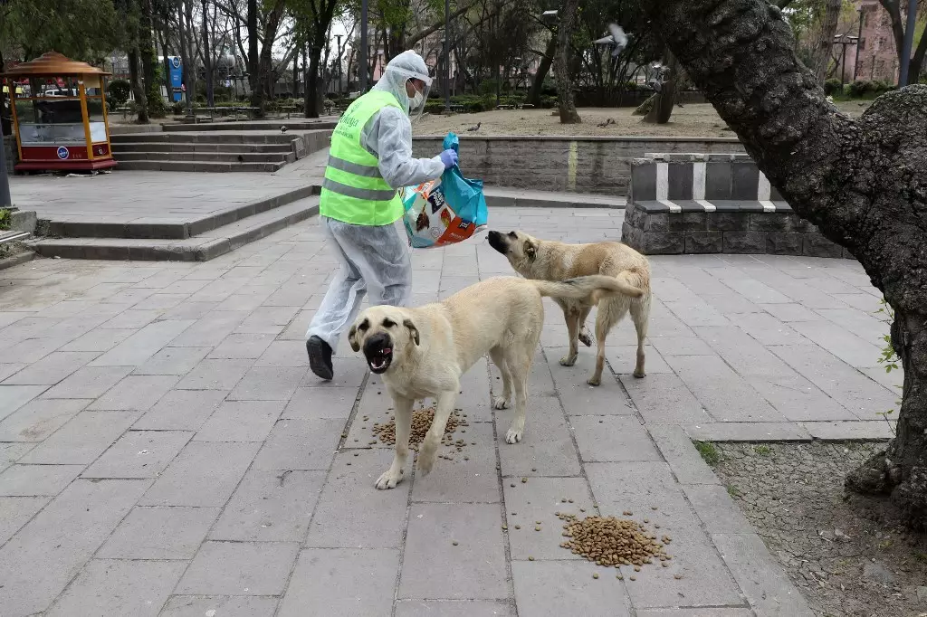 Адашкан этләр Анакара азык хайваннары