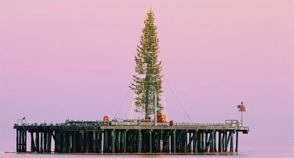 Pokok Krismas dari semua jenis