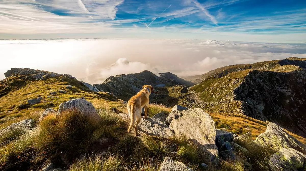 Madra ag féachaint ar na spéire