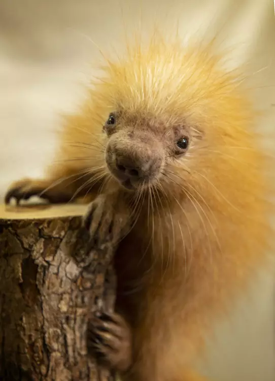 baby porcupine Animal Kingdom Walt Disney World