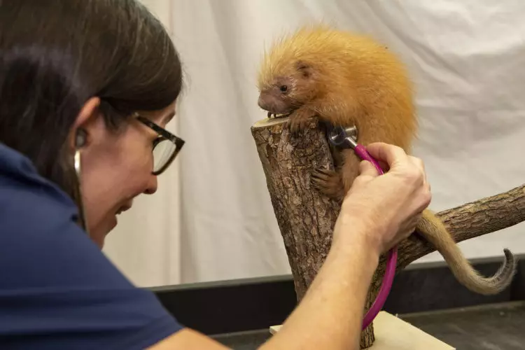 baby porcupine Animal Kingdom Walt Disney World