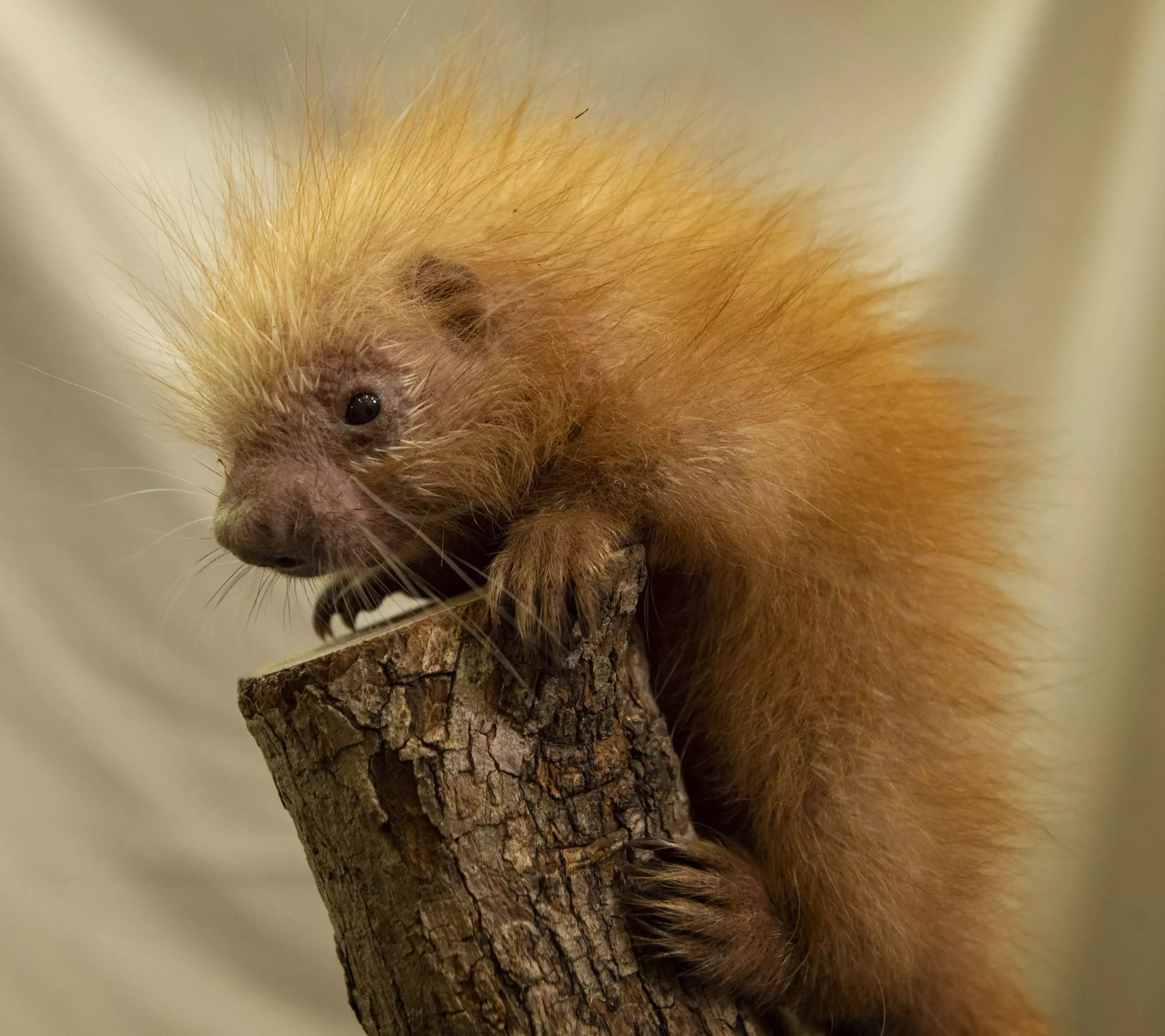 babi porcupine Animal Kingdom Walt Disney World