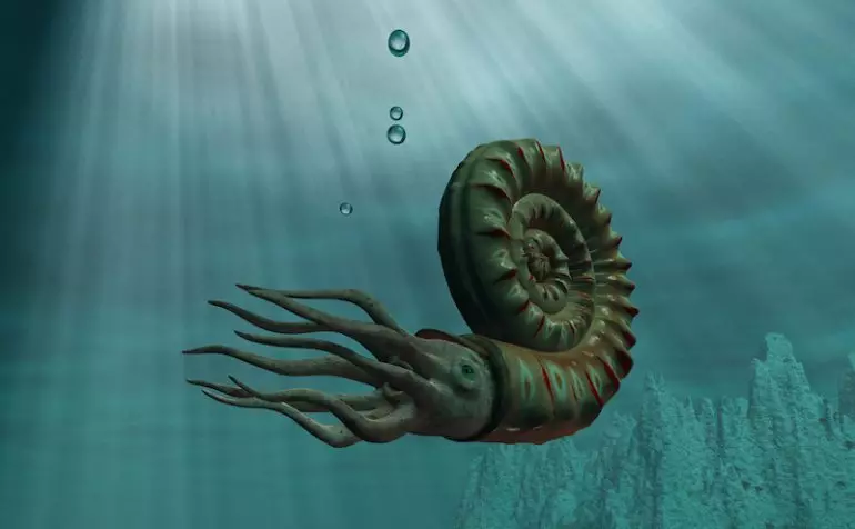 Ammonite weyn