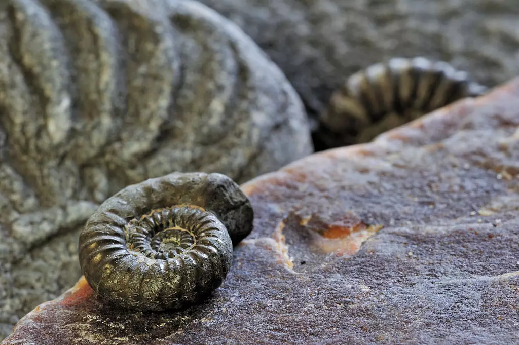 Ammonite weyn