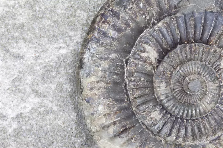 Ammonite weyn