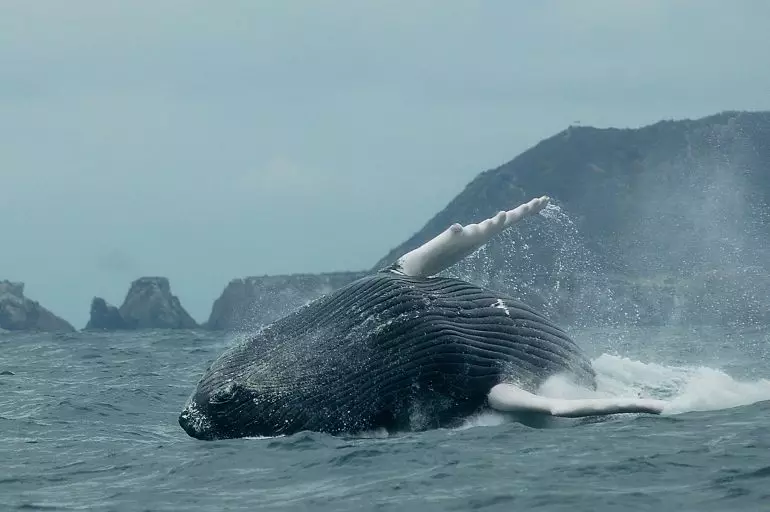 Di balene ed elicotteri