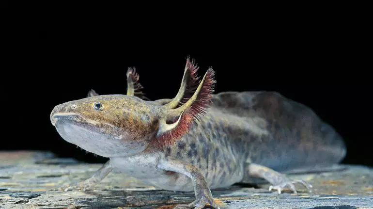 axolotl v zálohe