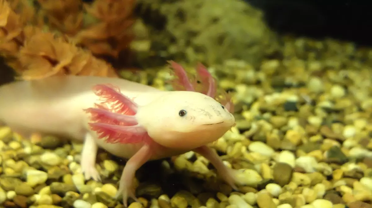 axolotl v zálohe