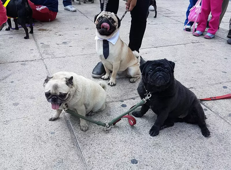 Unang mass meeting ng mga pugs 2017 10462_2