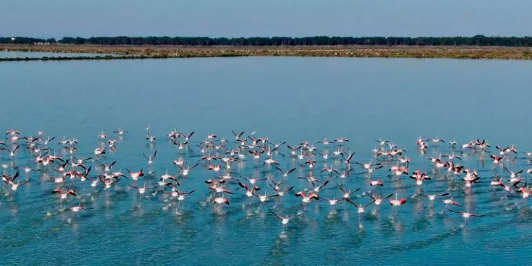 Narta lagoon Albania flamingos