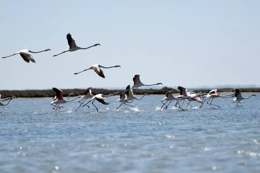 Narta lagúna Albánia flamingók