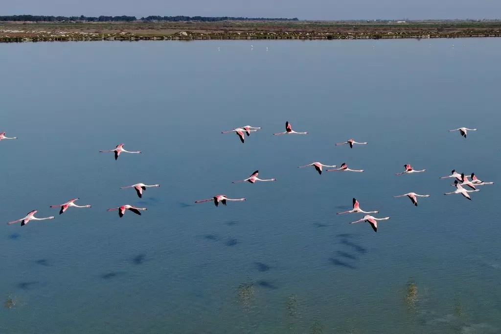 Narta lagúna Albánia flamingók