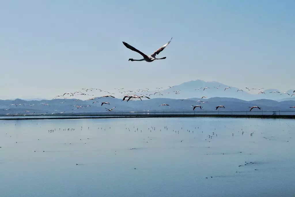 Shimbiraha Narta Lagoon Albania