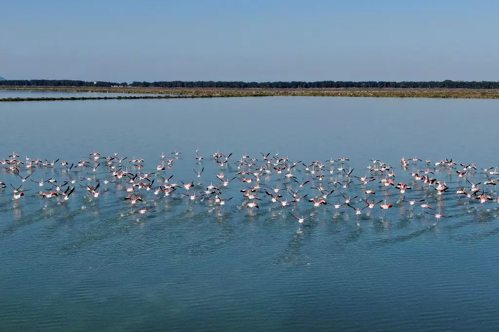 Narta lagúna Albánia flamingók