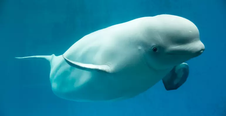 ýakymly beluga