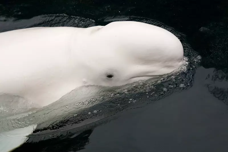 beluga polita