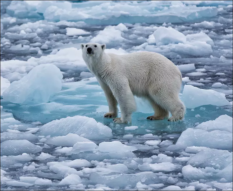 endangered polar bear