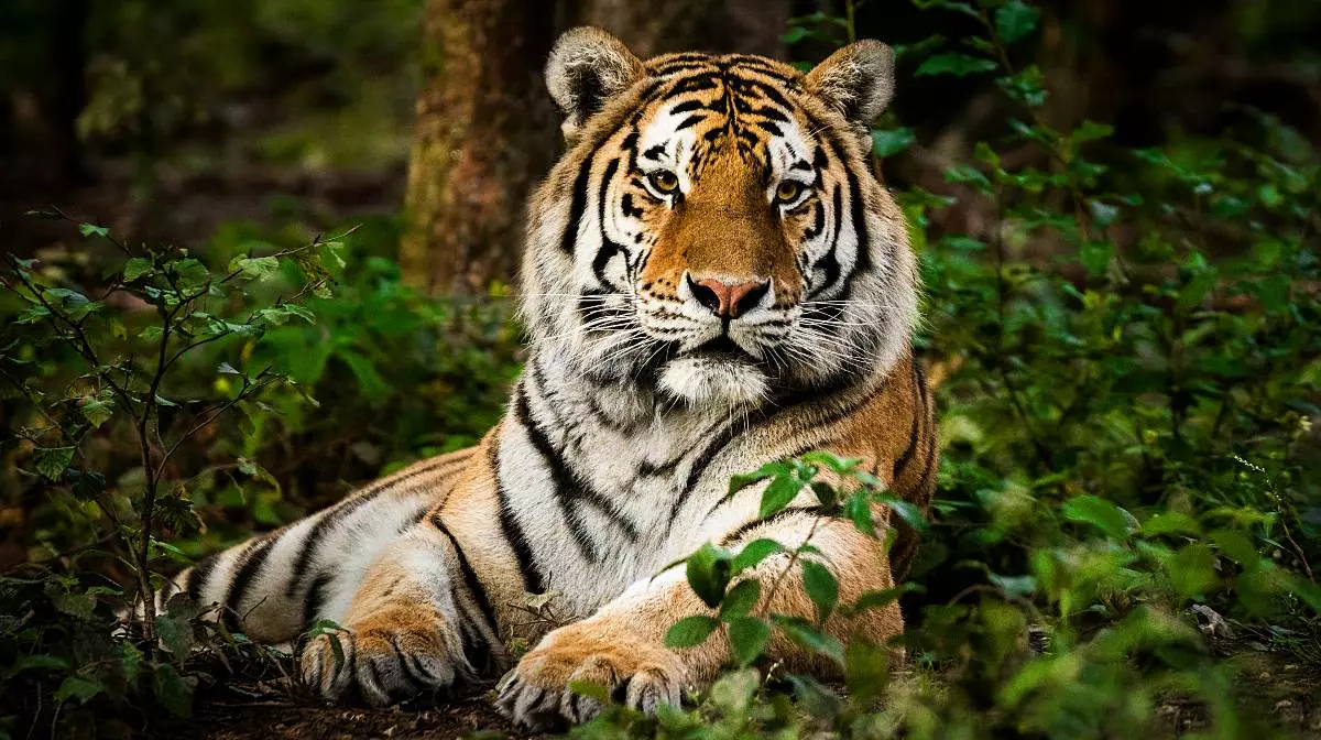 Bengal tiger, katsi hombe yemasango eIndia