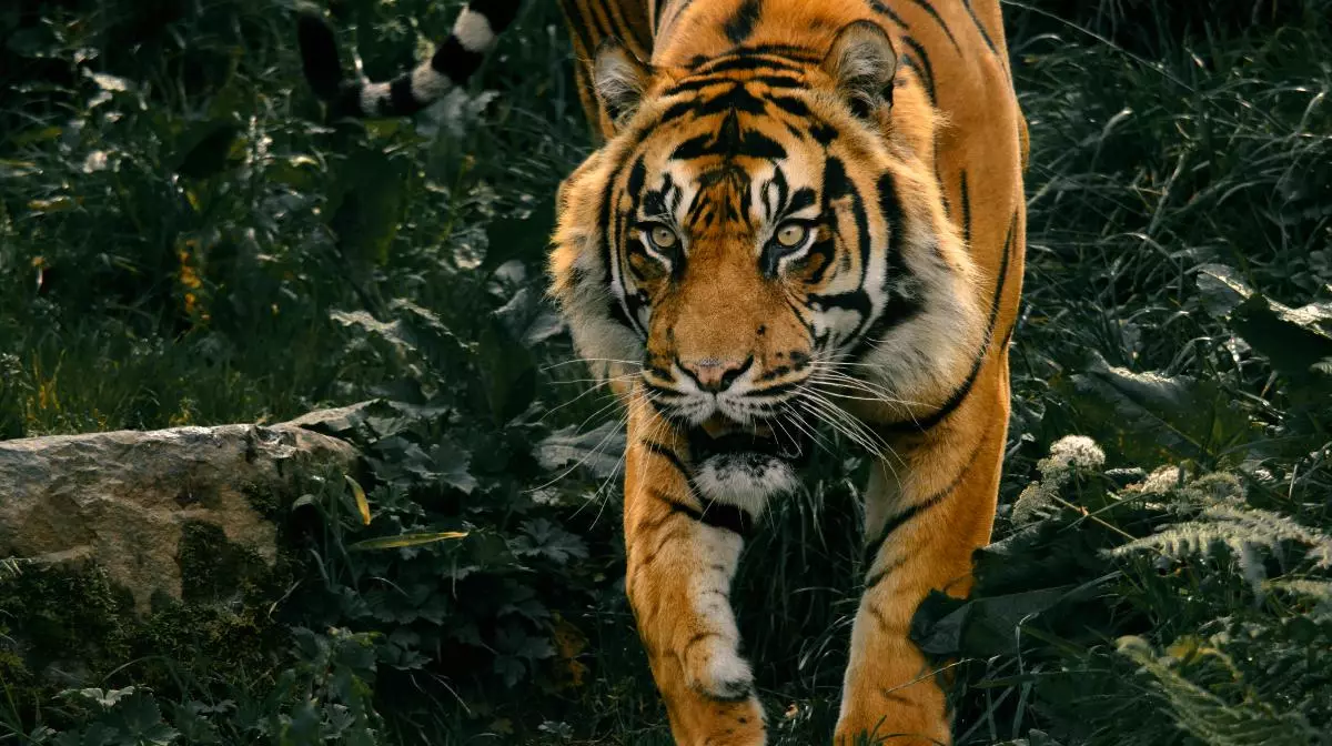 Bengal tiger