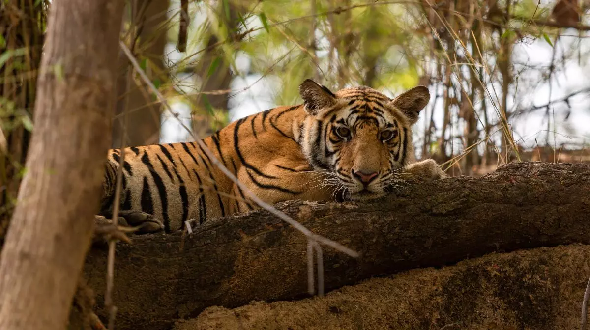 Bengal tiger