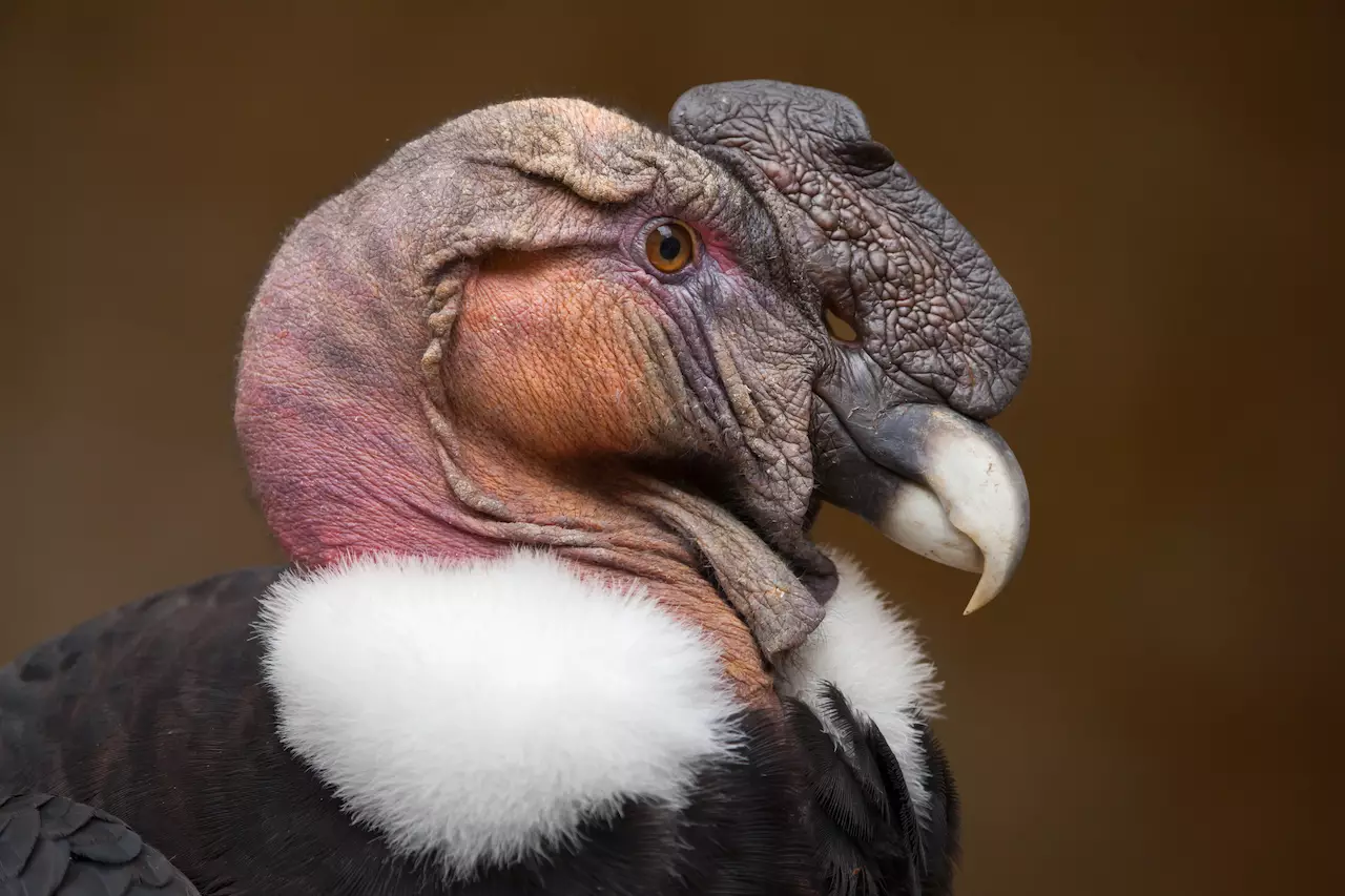 Wêr is de Andean condor fûn en wat yt it?