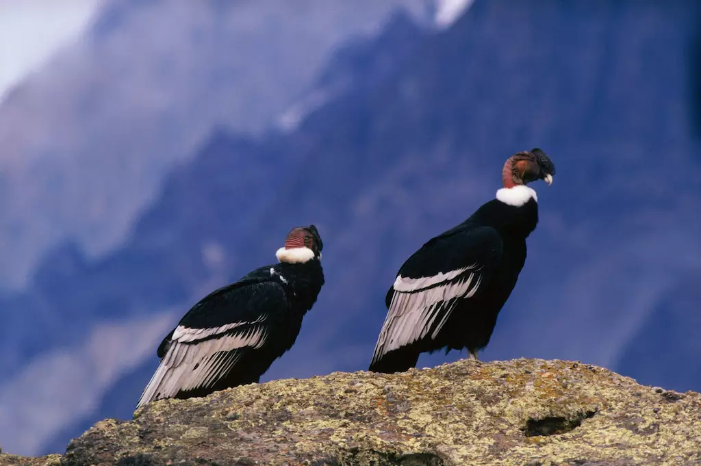 Andean condor