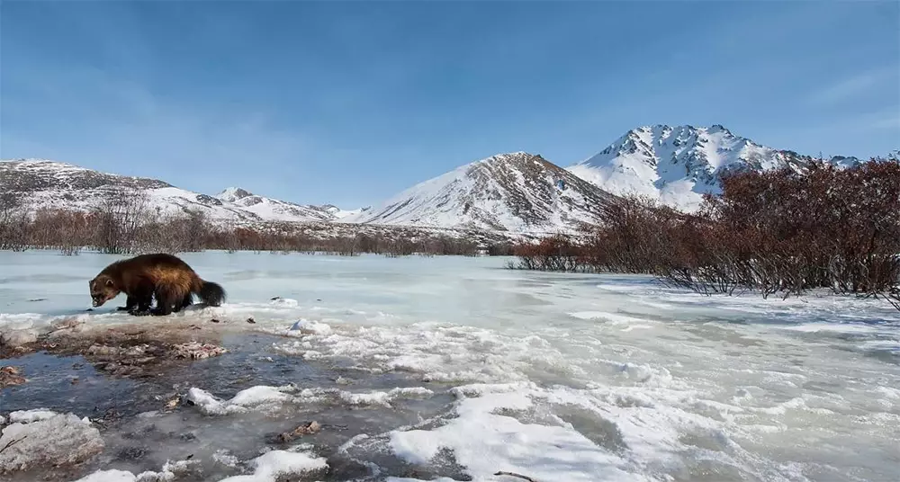 15 larawan ng mga cute na hayop na naglalaro sa snow 1080_12