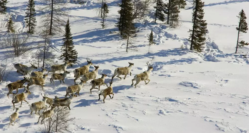 15 larawan ng mga cute na hayop na naglalaro sa snow 1080_4