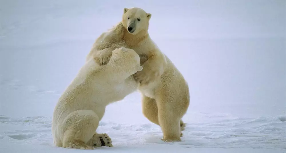 15 larawan ng mga cute na hayop na naglalaro sa snow 1080_5