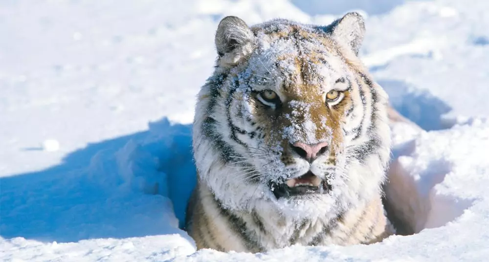 15 larawan ng mga cute na hayop na naglalaro sa snow 1080_6