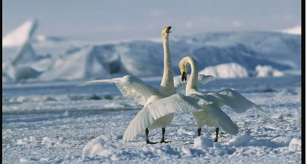 15 larawan ng mga cute na hayop na naglalaro sa snow 1080_8