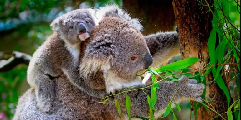 Australia Koalas-puiden rungon vesi