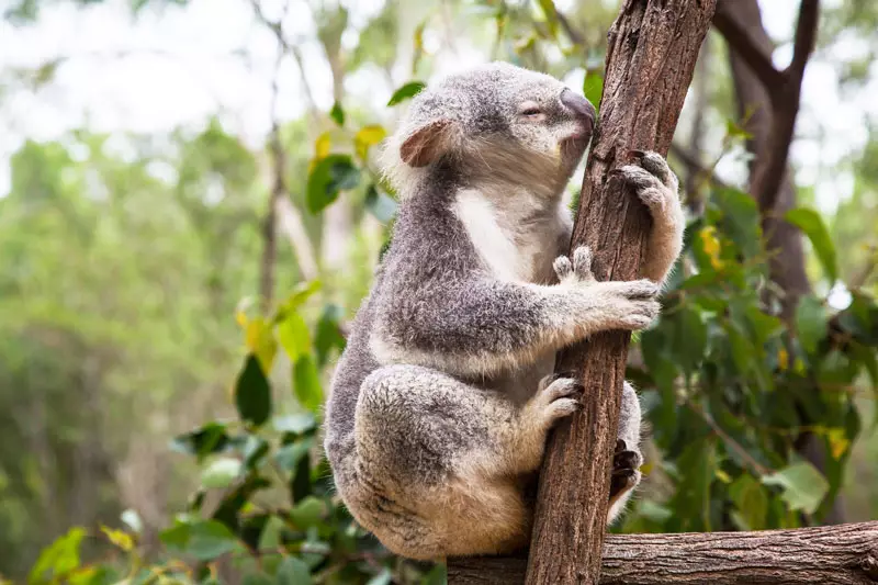 Koalas dlo Inyon Entènasyonal pou Konsèvasyon Lanati