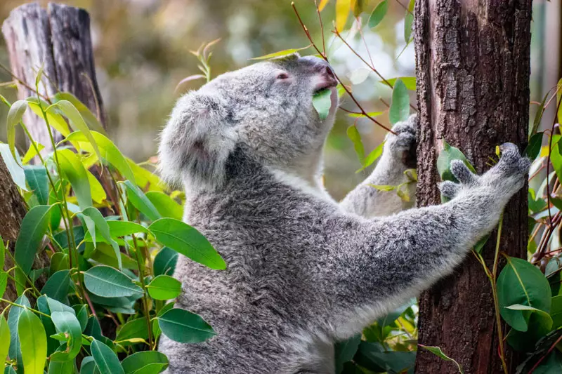 Ostrali Koalas pye bwa pye bwa dlo kòf