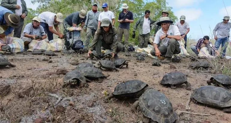 Galapagu salās atbrīvoti 190 milzu bruņurupuči