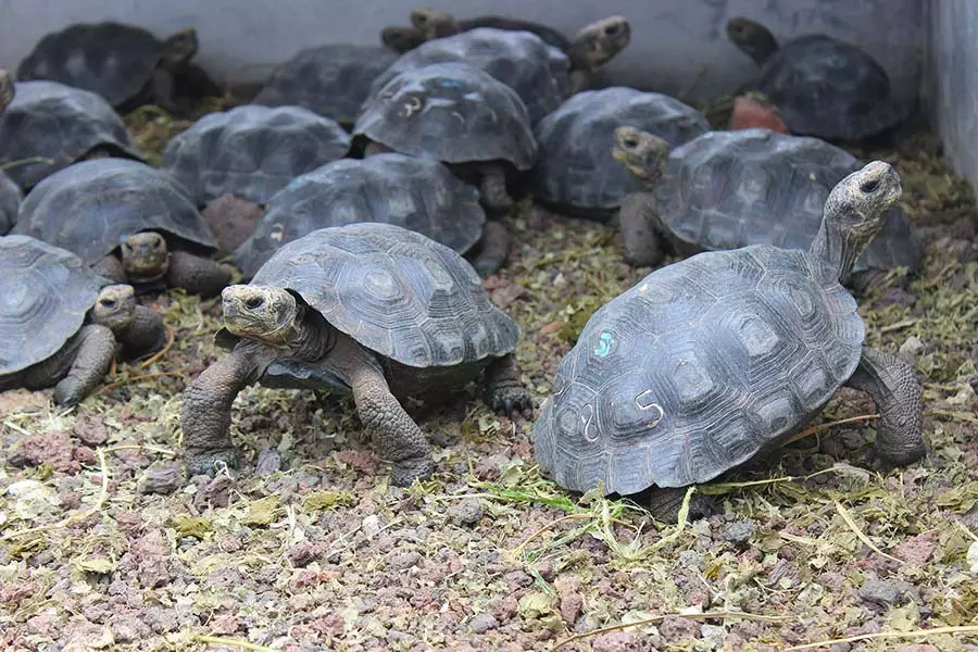 Likgudu tse khōlō tse 190 tse lokollotsoeng Lihlekehlekeng tsa Galapagos 10861_2