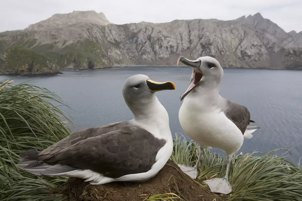 Cén fáth a dtarlaíonn colscarthaí i measc albatras?