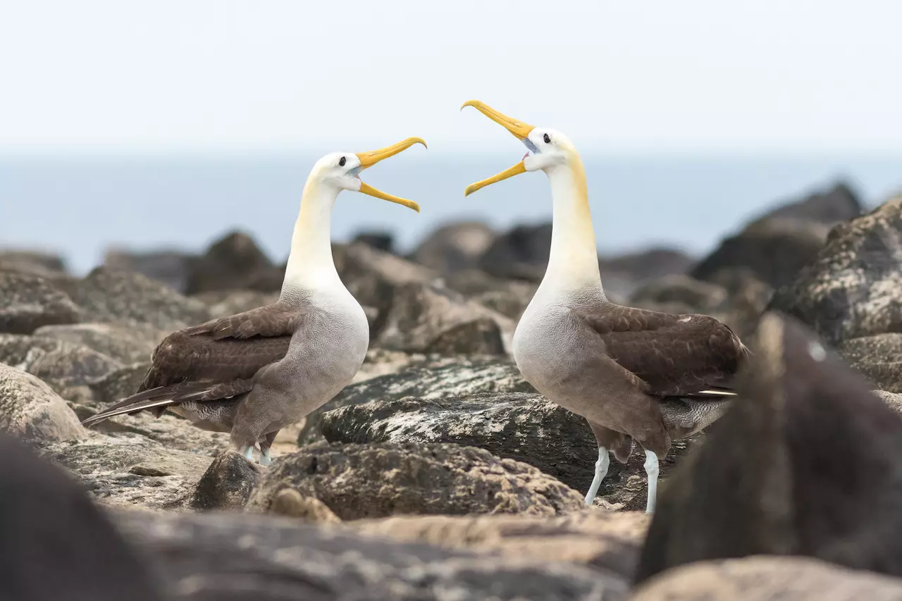 divorcios de albatros