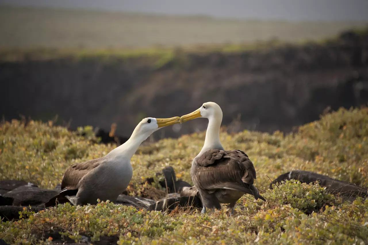 albatros yn ysgaru