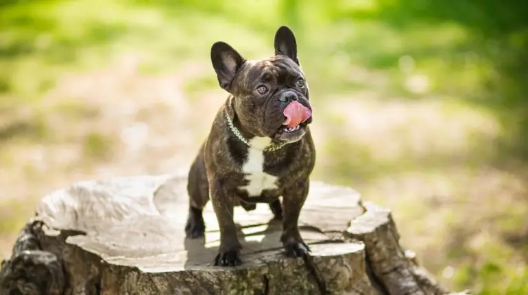 French bulldog