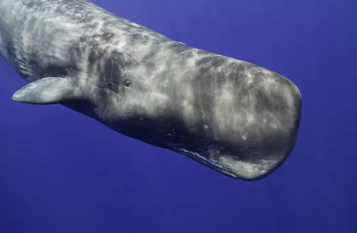 White sperm whale e tšoanang le moby Dick e bonoa lebōpong la leoatle la jamaica