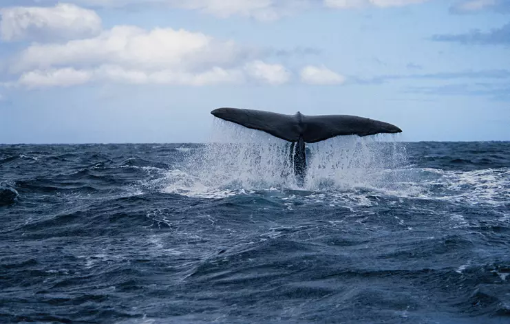 svansen av en vit kaskelot i havet