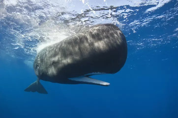 white sperm whale