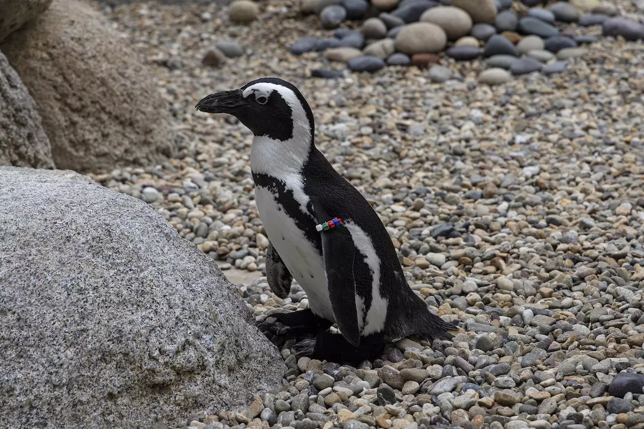 Coñece a Lucas, o pingüín africano que anda con botas ortopédicas no zoolóxico da SD